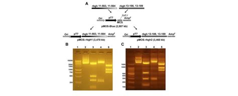 Subcloning Ofrbgh Genes Into The Plasmid Pmos Blue A Representation