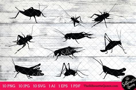 Cricket Insect Silhouettes Clipart Clip Art AI EPS SVGs JPGs PNGs