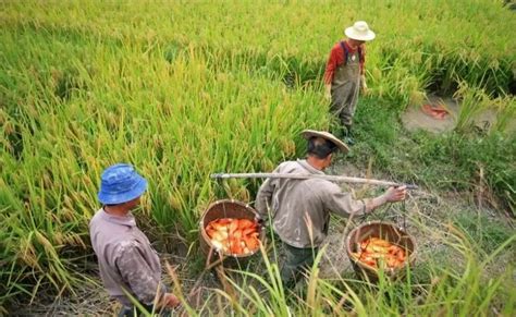 浙江青田：“稻鱼共生”系统修复项目获联合国奖项 新时期县域建设研究中心