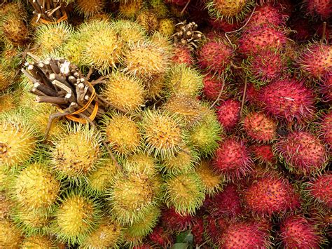 The Earth Of India All About Rambutan