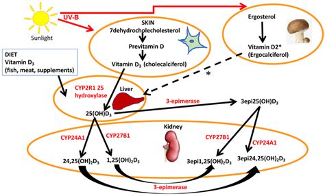 A Simplified Schematic Representation Of The Synthesis And Metabolism