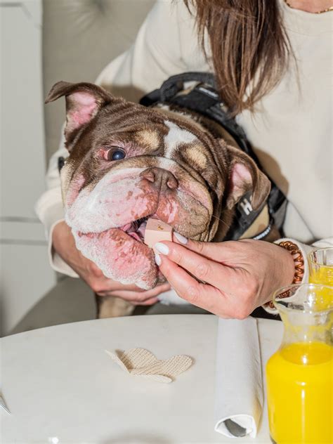 At Restaurants, Dog Menus Are the New Kid Menus - The New York Times