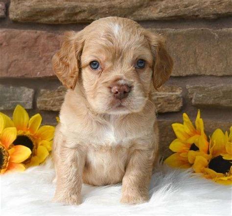 Cocker Spaniel X French Bulldog 3743 Select A Puppy™