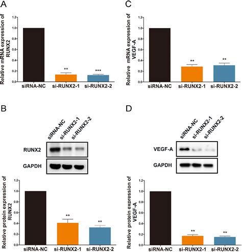 Figure 2 From Mir 23a Targets Runx2 And Suppresses Ginsenoside Rg1