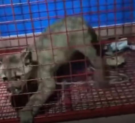 Impactante Rescate Encontraron Un Cachorro De Puma En El Patio De Una