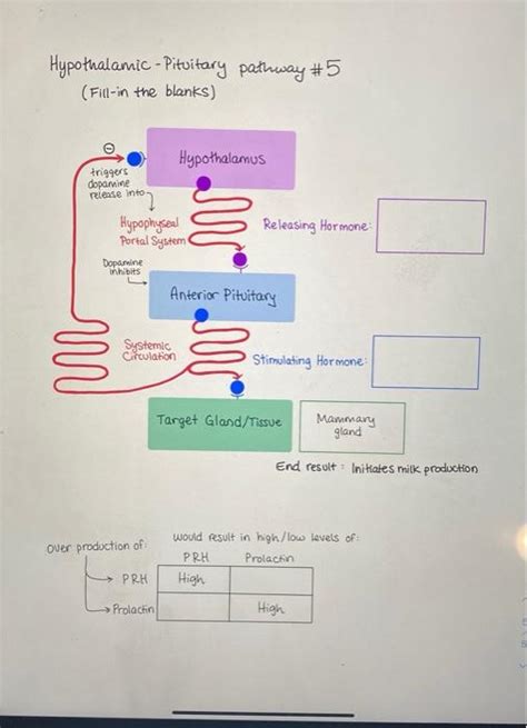 Hypothalamic Pituitary Pathway 5 Fill In The