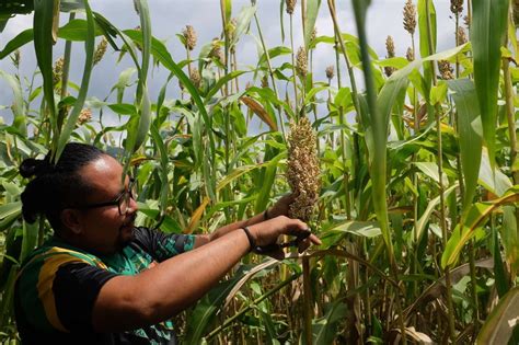 Sorgum Makin Populer Di Buleleng Kini Panen Perdana Di Desa Telaga