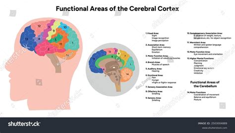 Diagram Functional Areas Cerebral Cortex Human Stock Vector Royalty