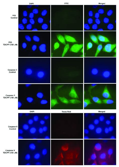 Immunofluorescence Staining Of P53 And Caspases 3 And 9 After Tdcpp