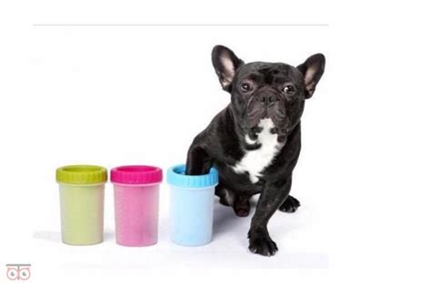 دست شور و پاشور سگ در شعب پت شاپ ژیوان تهران تیجور