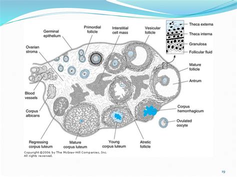 Menstrual Cycle And Hypothalamo Pituitary Ovarian Axis Ppt