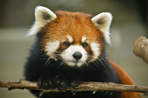 Cute Animal Photos Pic At Lavonia Petersen Blog