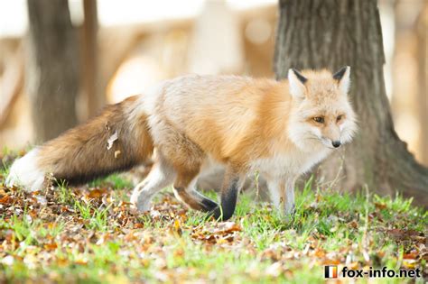 Fox Info Net On Reddit
