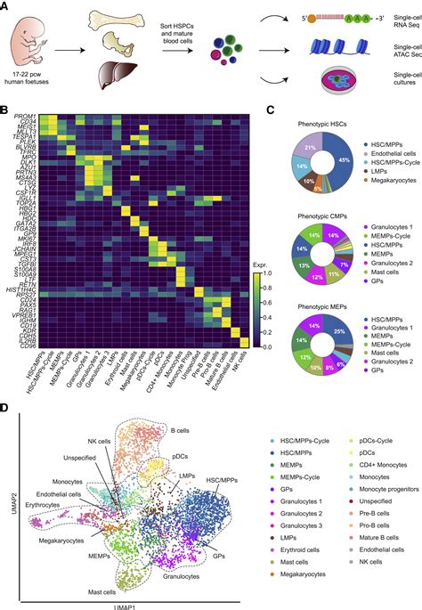 Integrative Single Cell RNA Seq And ATAC Seq Analysis Of Human