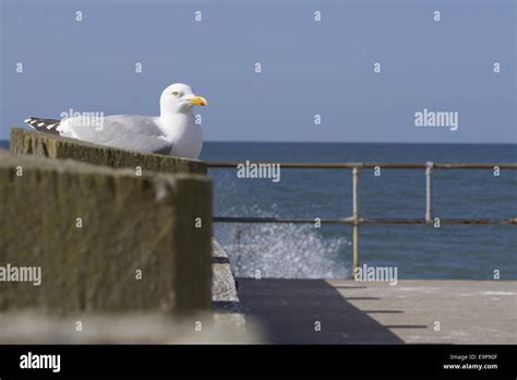 Herring Gull Larus Argentatus Adult Breeding Plumage On Seaside