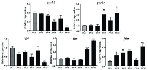 Expression Of Hypothalamus And Pituitary Related Hpg Axis Genes In The