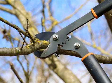 Tree Loppers Near Me Best Gold Coast Tree Loppers