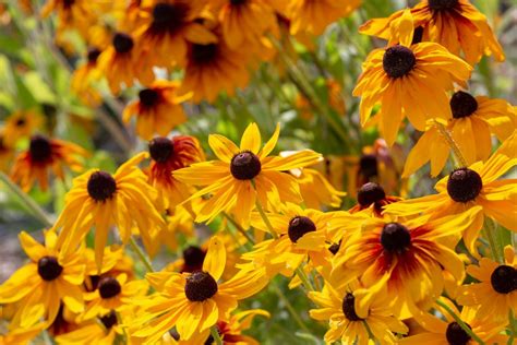 Deer Resistant Perennial Flowers Mich Wildflowers