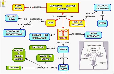 Mappa Concettuale Apparato Genitale Femminile Scuolissima