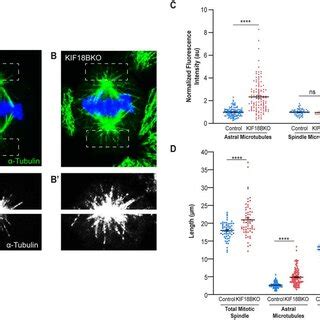 KIF BKO Alters Spindle Morphology In Cultured Keratinocytes A B