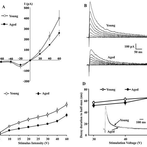 Whole Cell Patch Clamp Recording From Ca1 Hippocampal Pyramidal Neurons