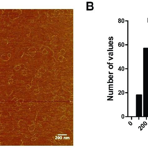 Figure S1 Atomic Force Microscopy Afm Analysis To Determine The