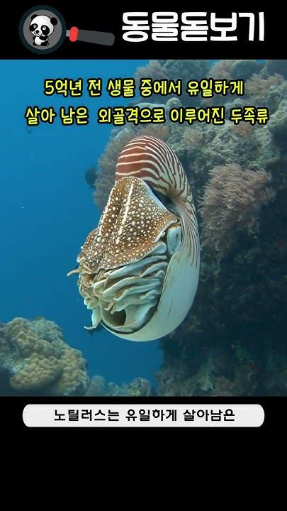대멸종을 견뎌내고 5억년 동안 살아 남은 고대 생물 노틸러스 Youtube