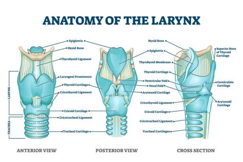 Cricoid Cartilage