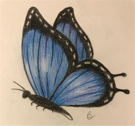 Blue Butterfly Sketch