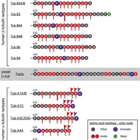 Heterogeneity Of C Terminal Tails Of Tubulin Isotypes And Their Ptms Download Scientific