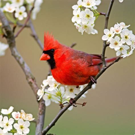 Theresa Straubs Memorial Wall Ryan Funeral Homes
