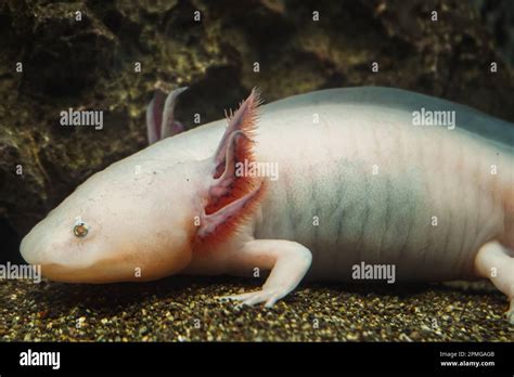 Axolotl Mexican Walking Fish Salamander Tiger Salamander A Pink
