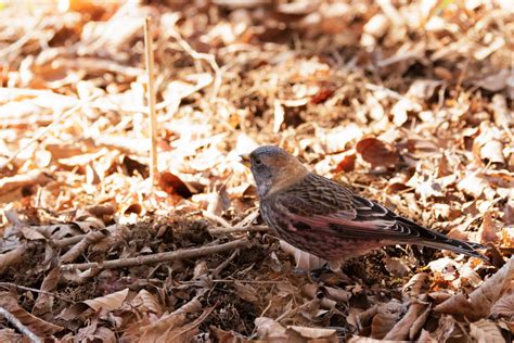 ハギマシコ アオゲラ ミヤマホオジロ カヤクグリ in 筑波山 野鳥と富士山と気ままな写真