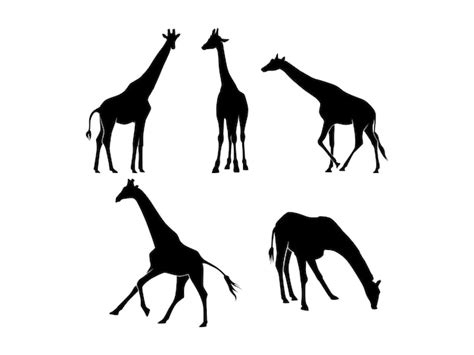 Set von giraffen silhouette isoliert auf weißem hintergrund vektor