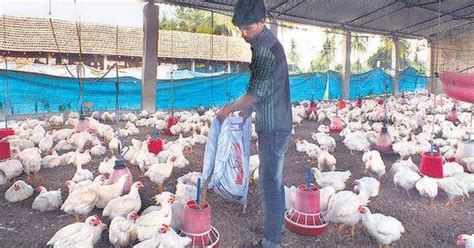 Herbals Control And Treatment Of Poultry Diseases Through Herbal