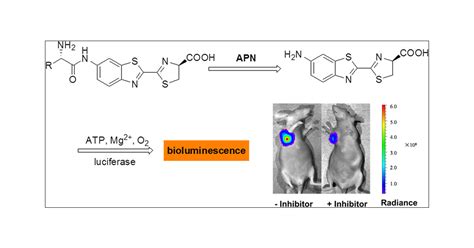 Discovery Of Bioluminogenic Probes For Aminopeptidase N Imaging Analytical Chemistry