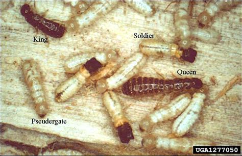 Isoptera Bugwoodwiki