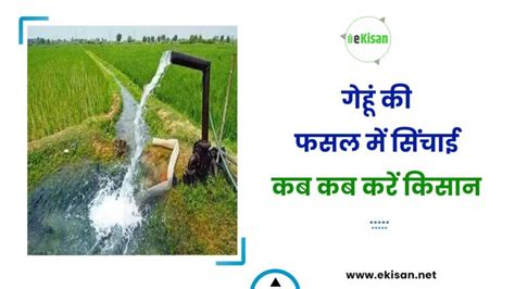 गेहूं की फसल में सिंचाई कब कब करें किसान Ekisan