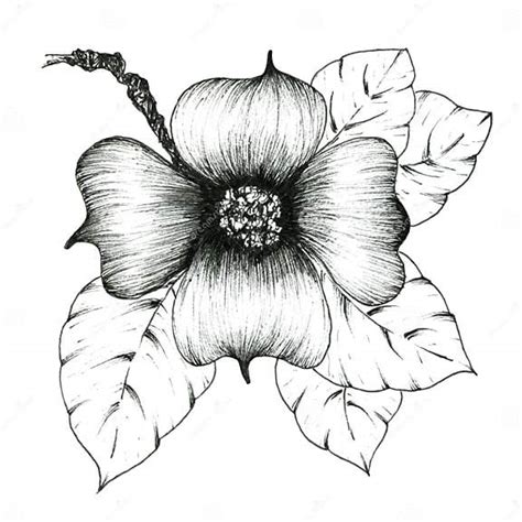 花的图形轮廓图 结婚贺卡，海报 库存例证 插画 包括有 工厂 概念 剪影 庭院 玻色子 照片 162615823