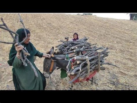 Documentary About The Nomadic Life Of Gathering Firewood In The Mountains YouTube
