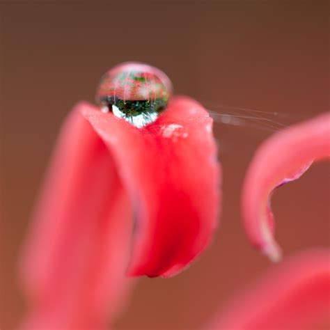 お花畑の舌移し Ganref