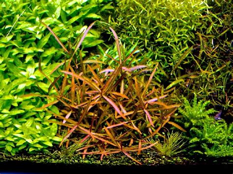 ГИГРОФИЛА АРАГВАЯ (Hygrophila sp. Araguaia) » Домашний аквариум