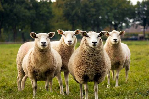 Are You A Sheep — Coach B Patel