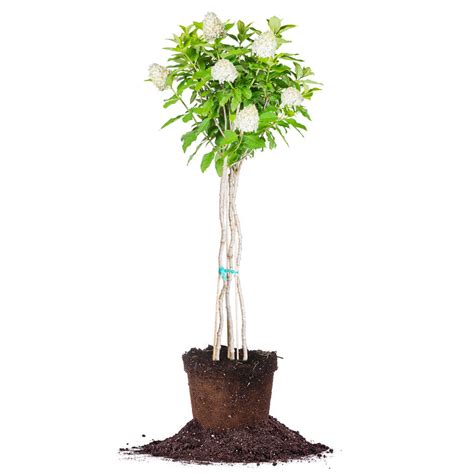 Buy Limelight Hydrangea Multi Trunk Tree For Sale Perfect Plants