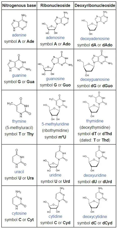 Nucleoside Definition Types Structure Functions Biology Notes Online