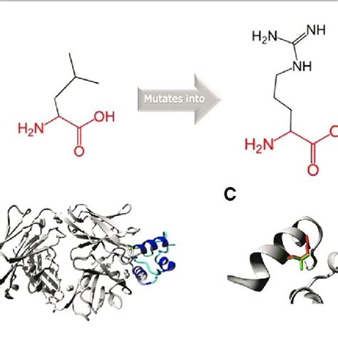 A Schematic Structure Of The Original And The Mutant Amino Acid B Download Scientific
