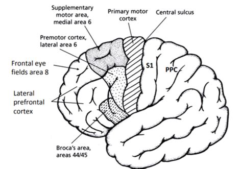 Neuro Higher Motor Control Flashcards Quizlet