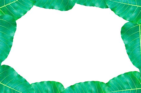 프레임 그린 보 잎 잎 불교에서 중요 한 격리에 흰색 배경에 대 한 0명에 대한 스톡 사진 및 기타 이미지 0명 거친