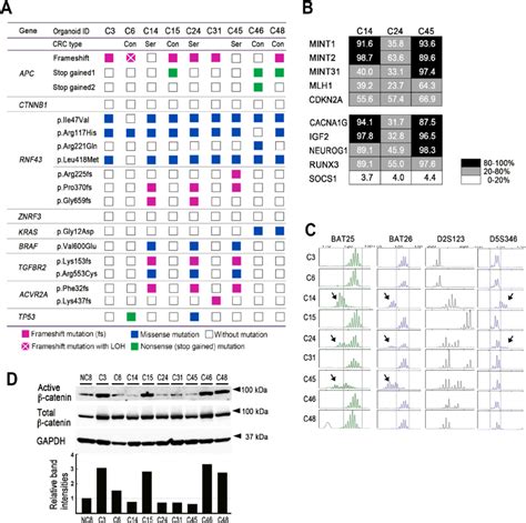 Genetic Characterization And β Catenin Activation Of Crc Derived Download Scientific Diagram