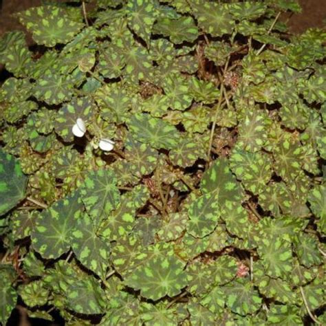 Begonia Kit Kat In The Begonias Database